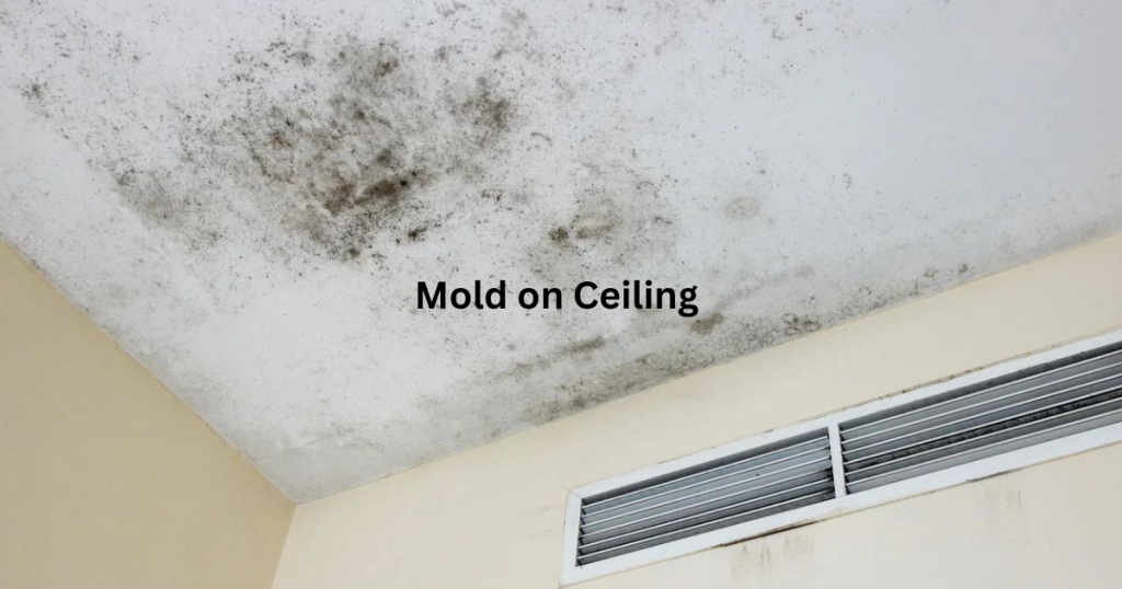 What Does Toxic Black Mold Look Like? Visual Guide (2024)